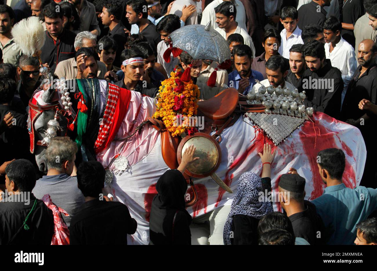 Pakistani Shiite Muslims pay respects to Zul Jinnah, a horse ...