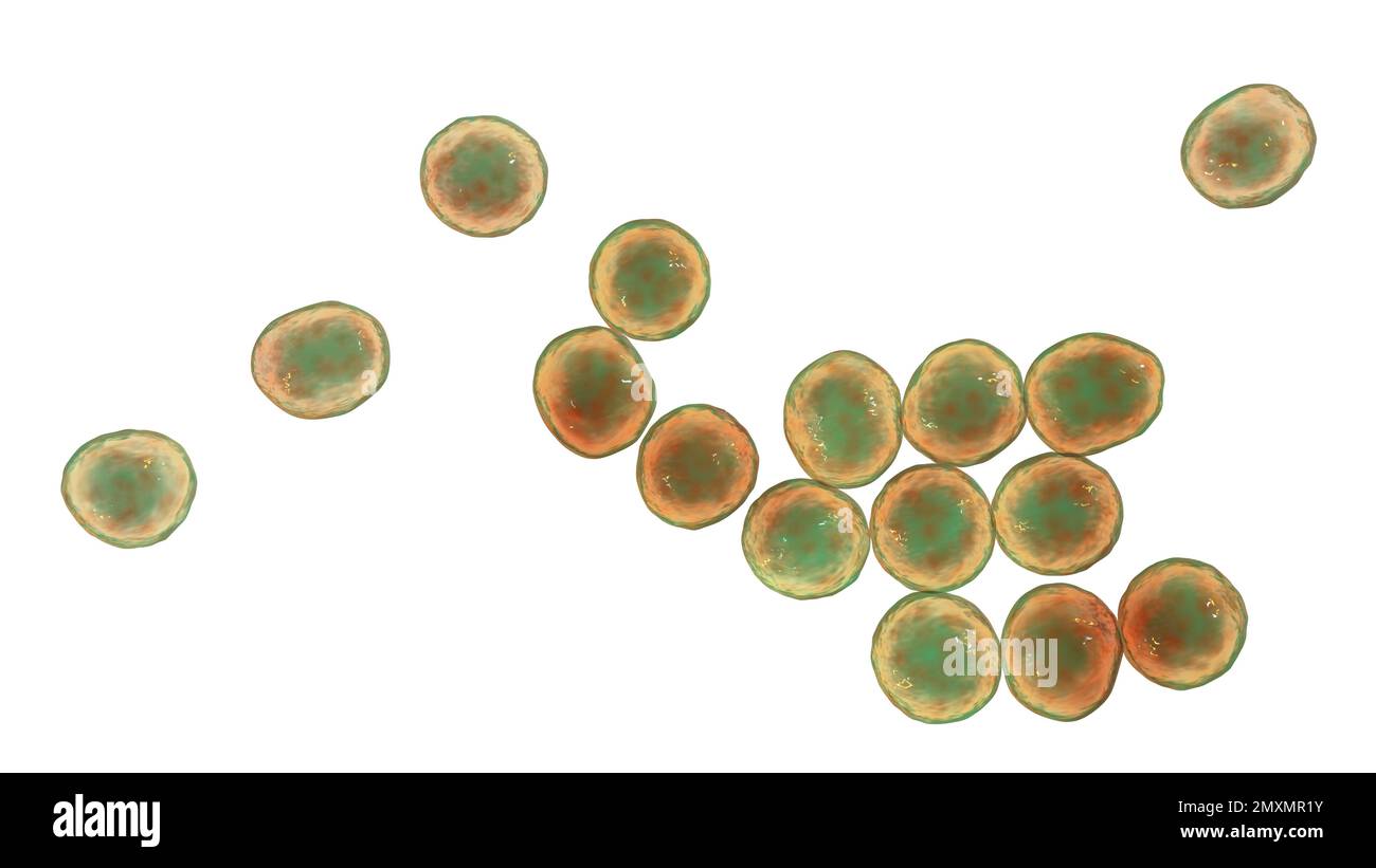Mrsa bacteria Ausgeschnittene Stockfotos und -bilder - Alamy