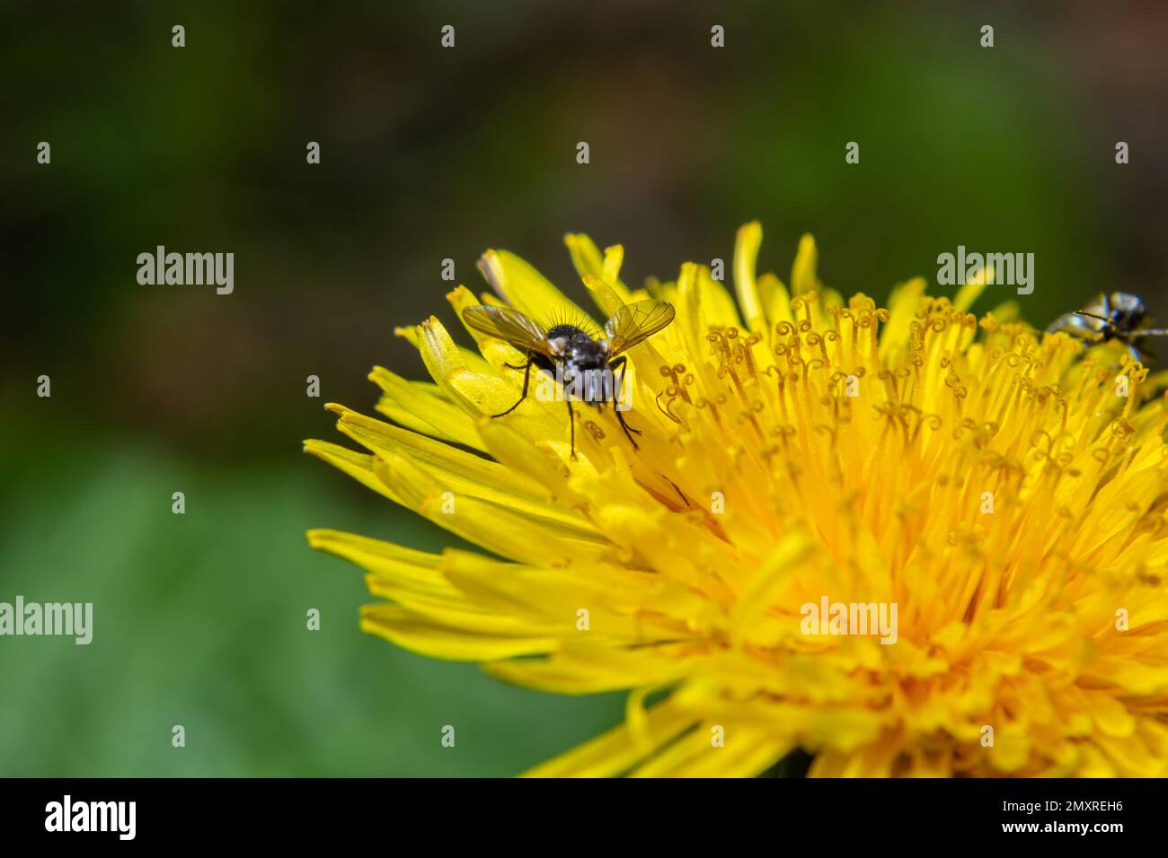 Kleine schwarze Tachinidfliege Phania funesta, Familie Tachinidae. Auf ...