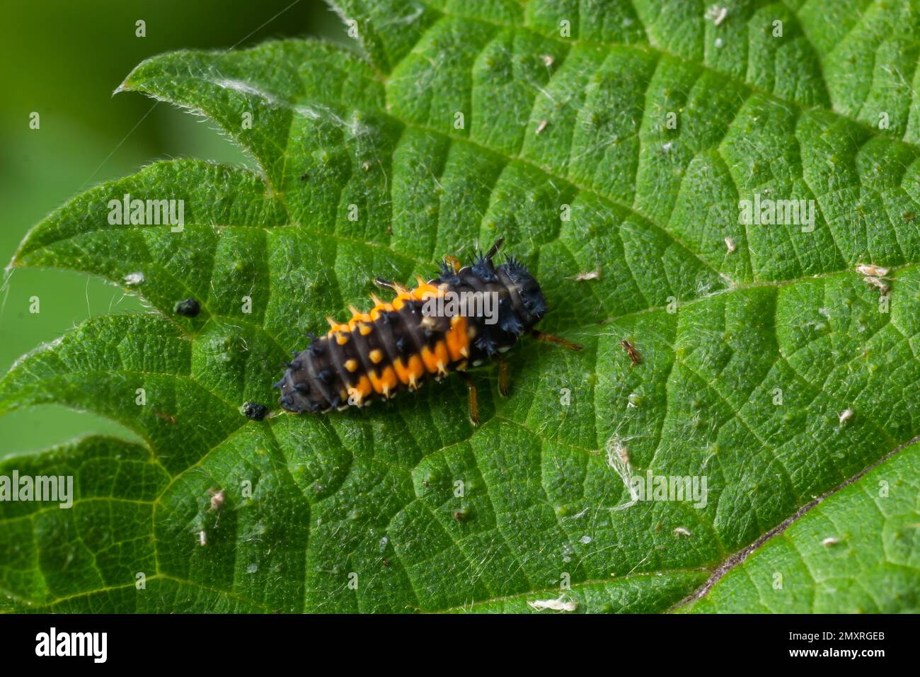Lady beetle larvae -Fotos und -Bildmaterial in hoher Auflösung – Alamy