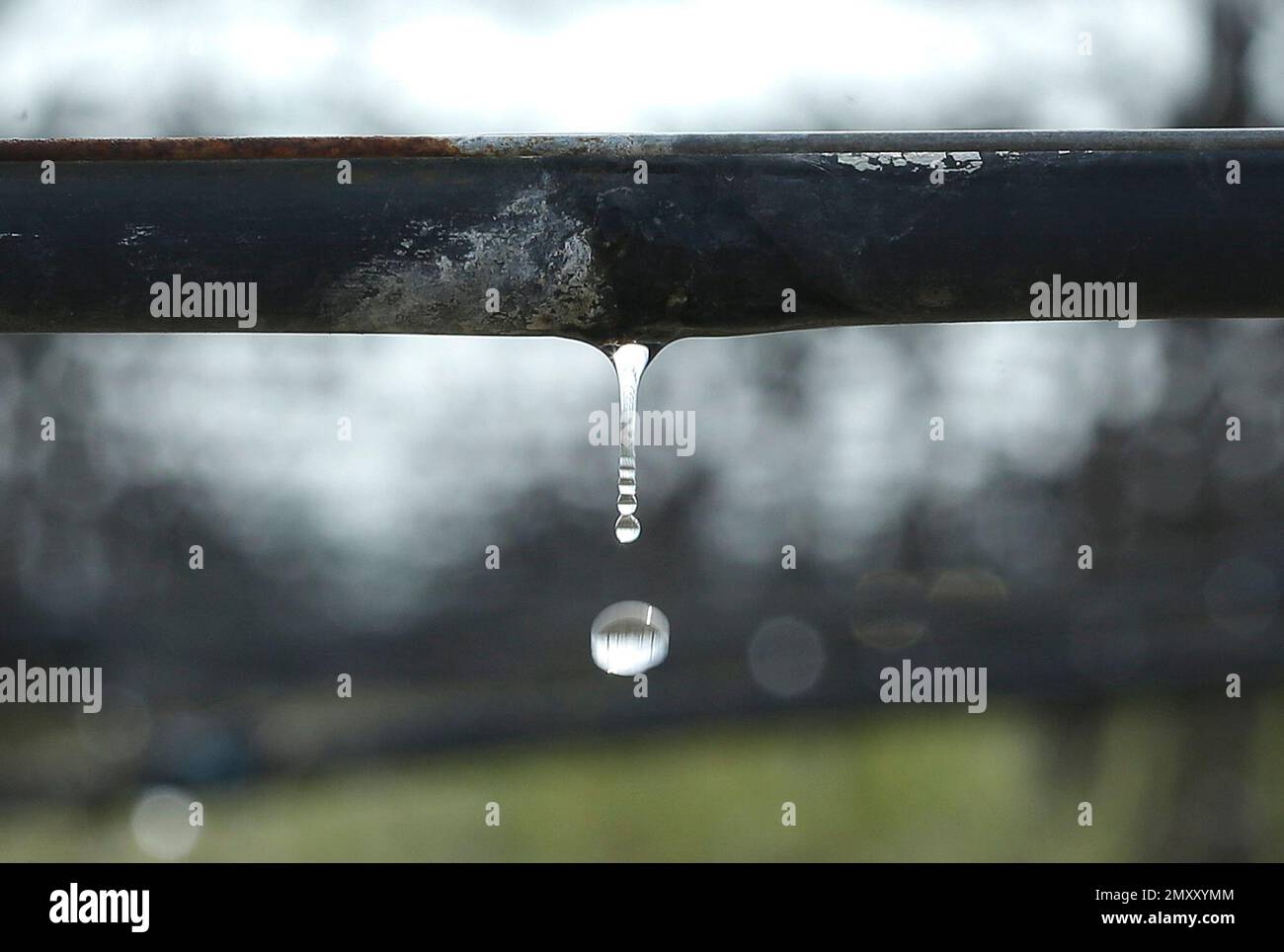 FILE - In this Feb. 25, 2016 file photo, water falls from a drip ...
