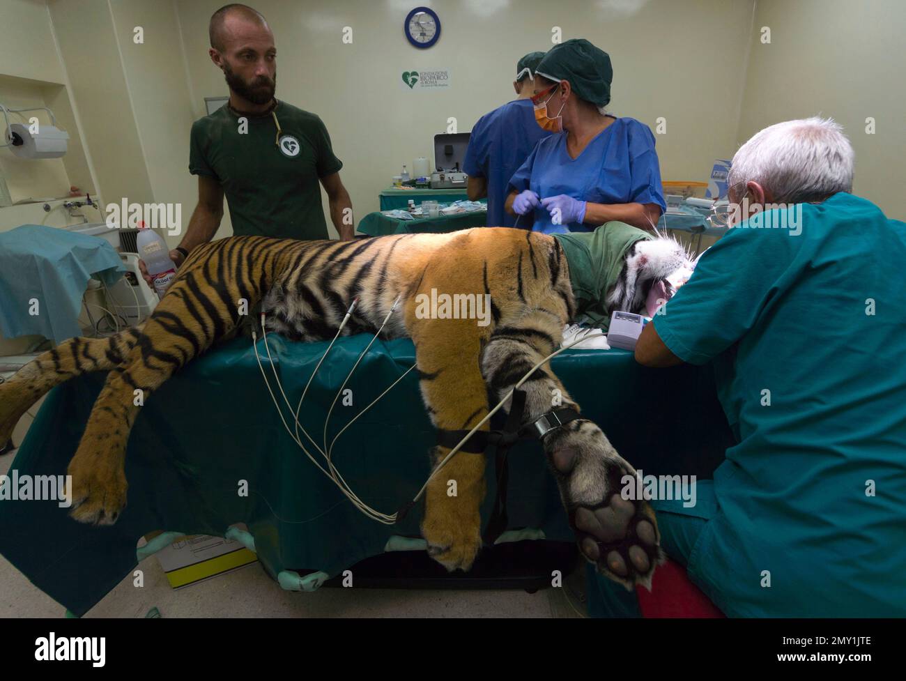Kashi, a 2-year-old male Sumatran tiger of the Rome zoo, receives tooth surgery in the zoo's ...