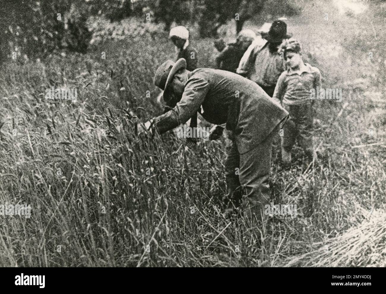 Italienischer Diktator Benito Mussolini, der Weizen von Hand erntet ...