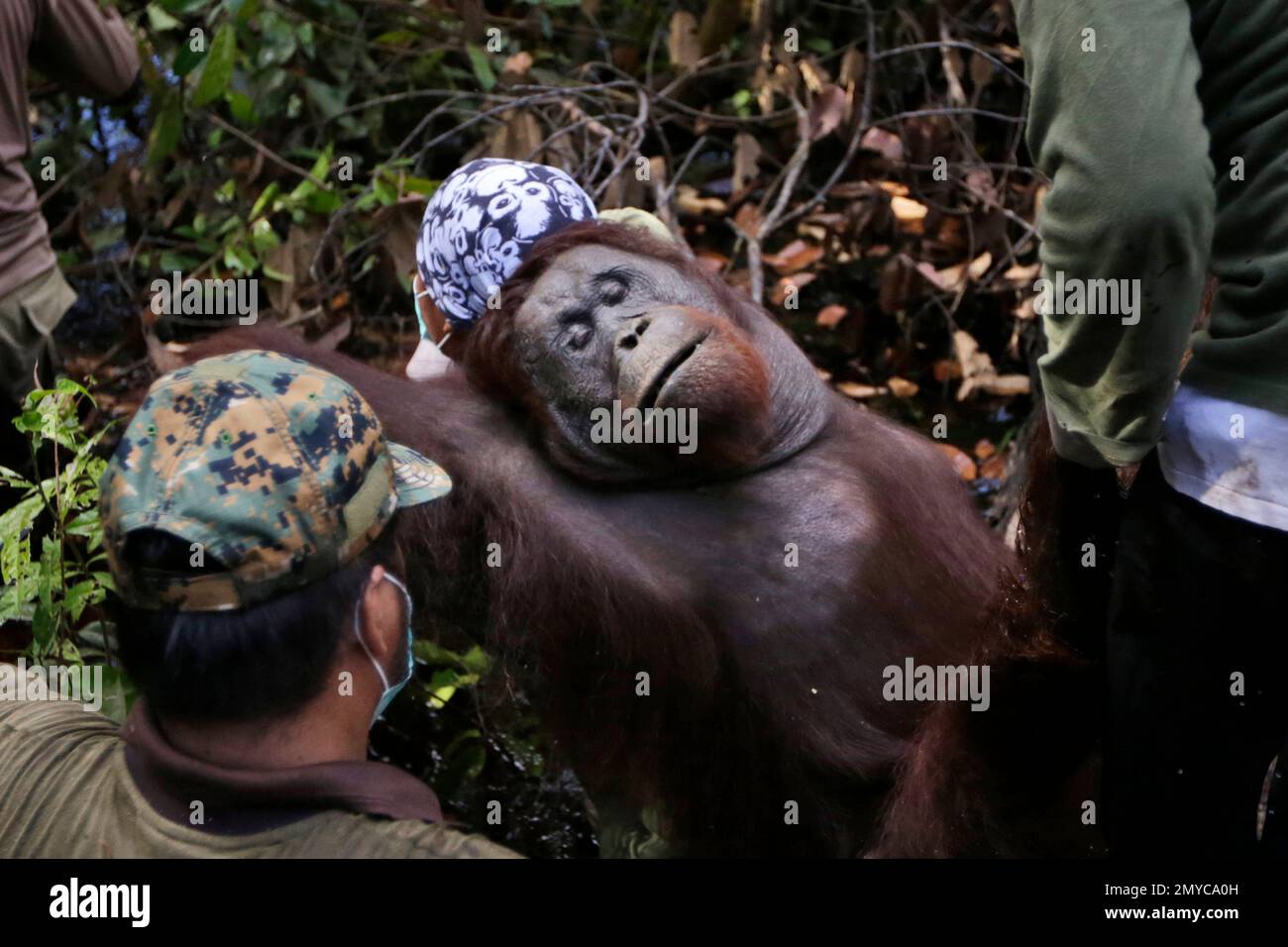 FILE - In this Jan. 5, 2016, file photo, conservationists from Borneo Orangutan Survival ...