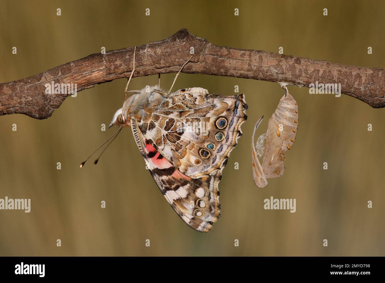 Vanessa 4 -Fotos und -Bildmaterial in hoher Auflösung – Alamy