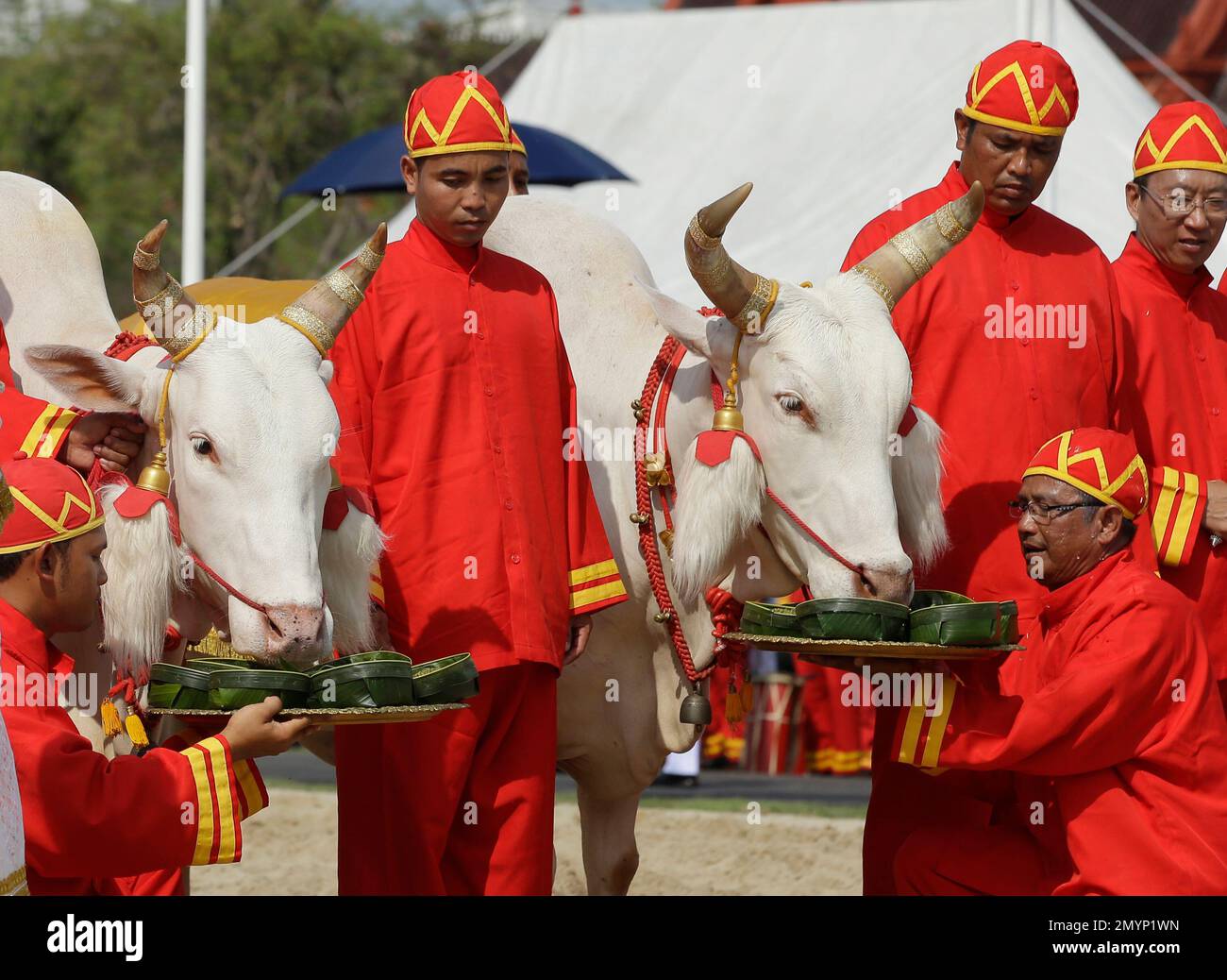 Oxen are offered food during the royal plowing ceremony in Bangkok ...