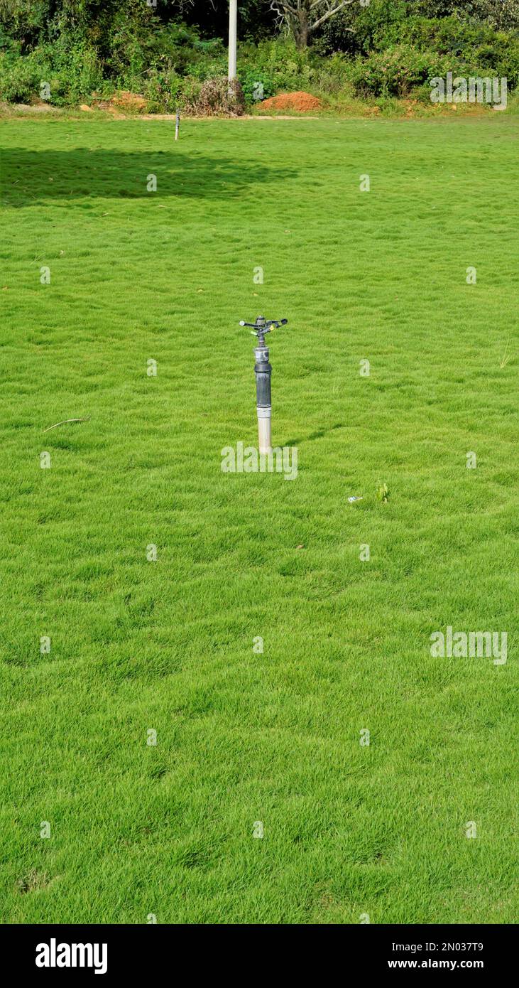 Bermuda grass cynodon dactylon -Fotos und -Bildmaterial in hoher ...