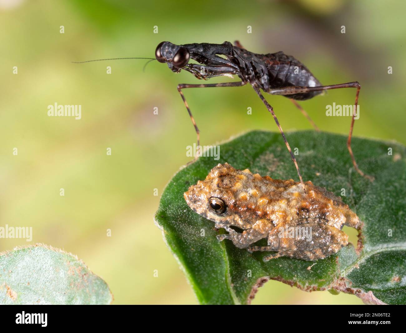 Eine kleine Nymphe mit Blick auf einen noch kleineren Regenfrosch ...
