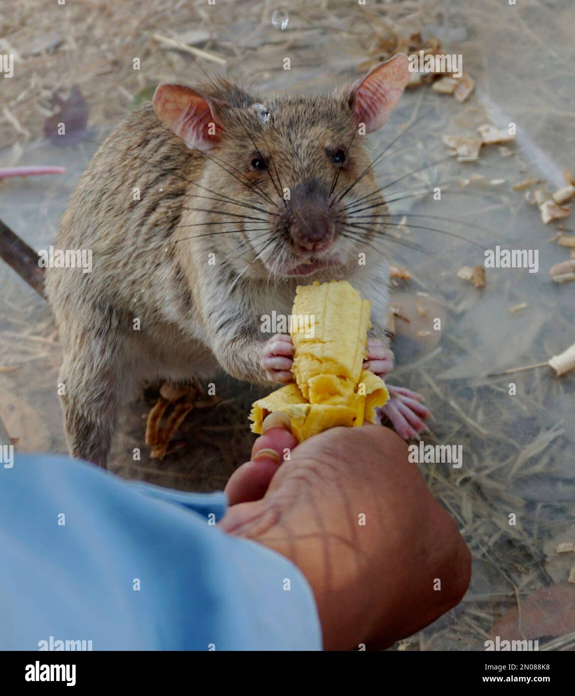 In this Feb. 19, 2016, photo, a landmine clearing rat gets a favorite ...