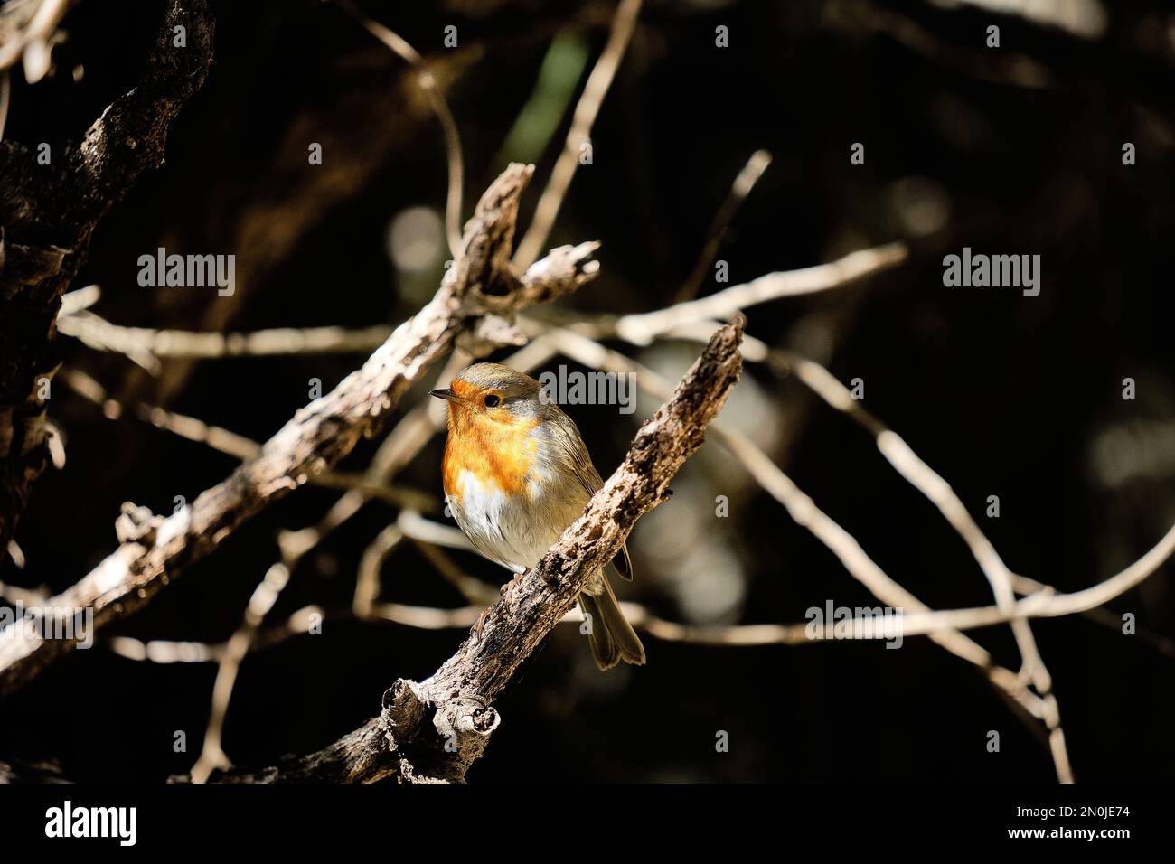 Wildes tier zwitschern -Fotos und -Bildmaterial in hoher Auflösung – Alamy