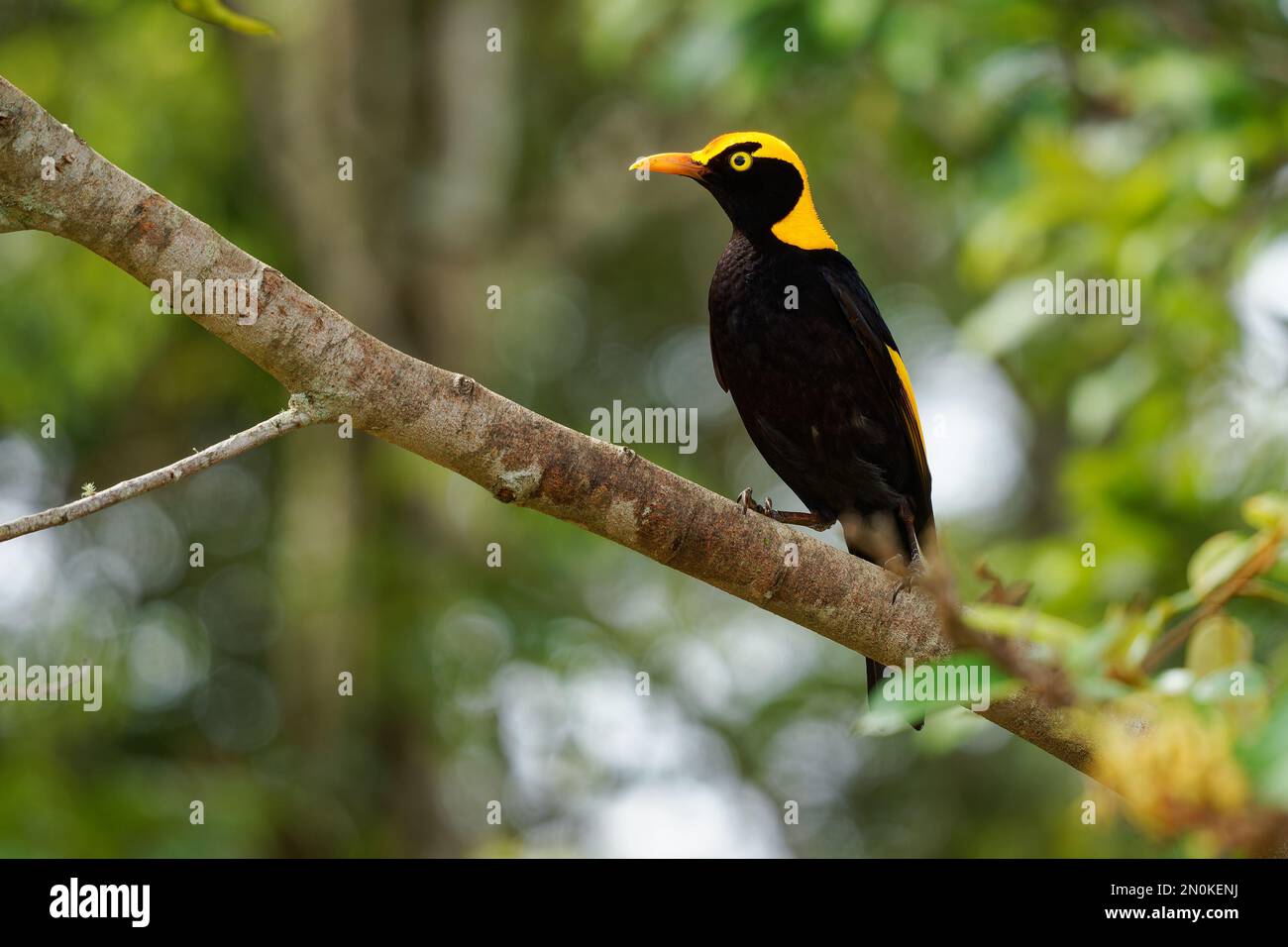 Dimorpher vogel -Fotos und -Bildmaterial in hoher Auflösung – Alamy
