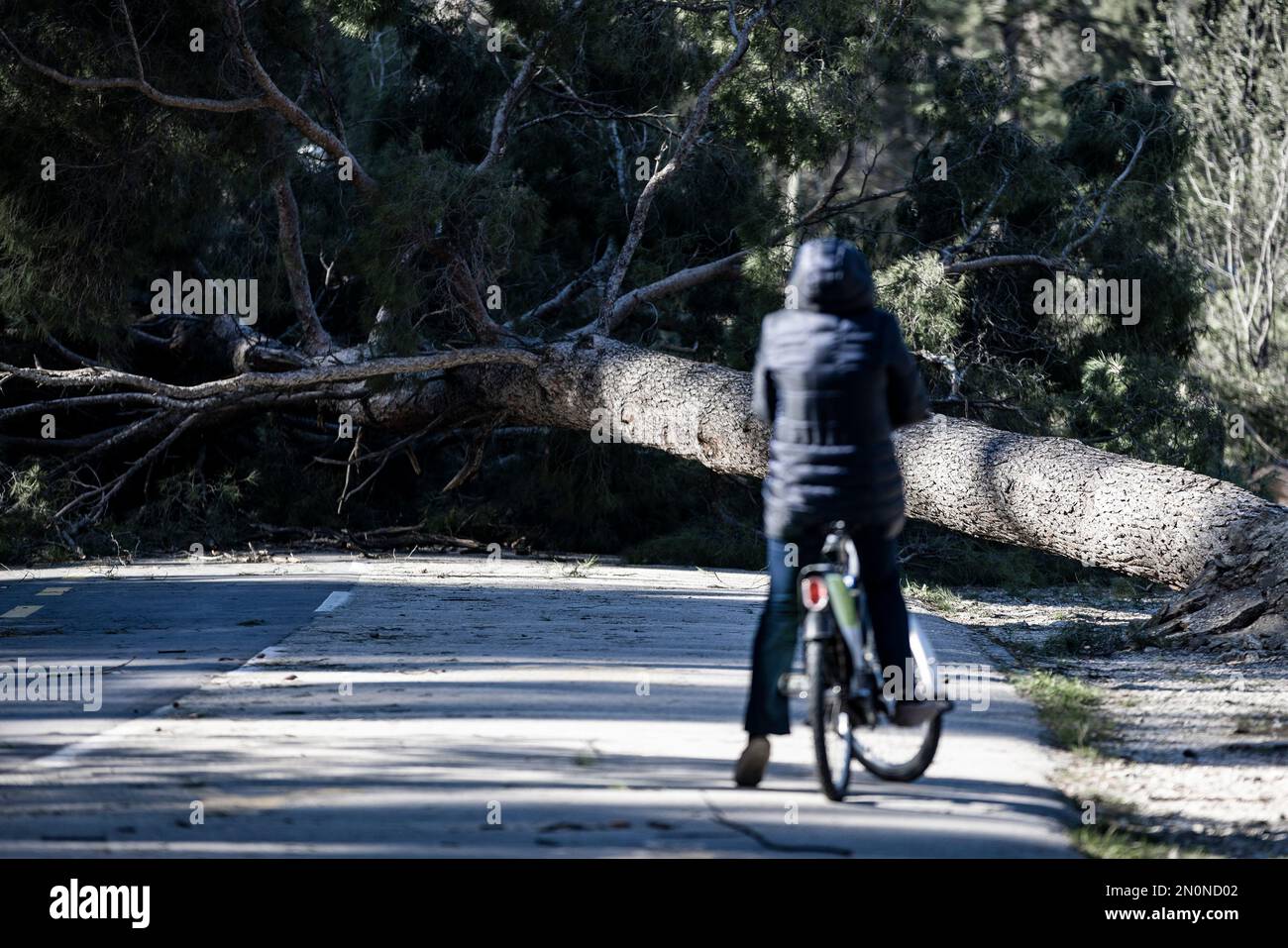 Radfahrer fotografieren den umgestürzten Baum nach einem Windstoß im Marjan Park-Forest am 5 ...