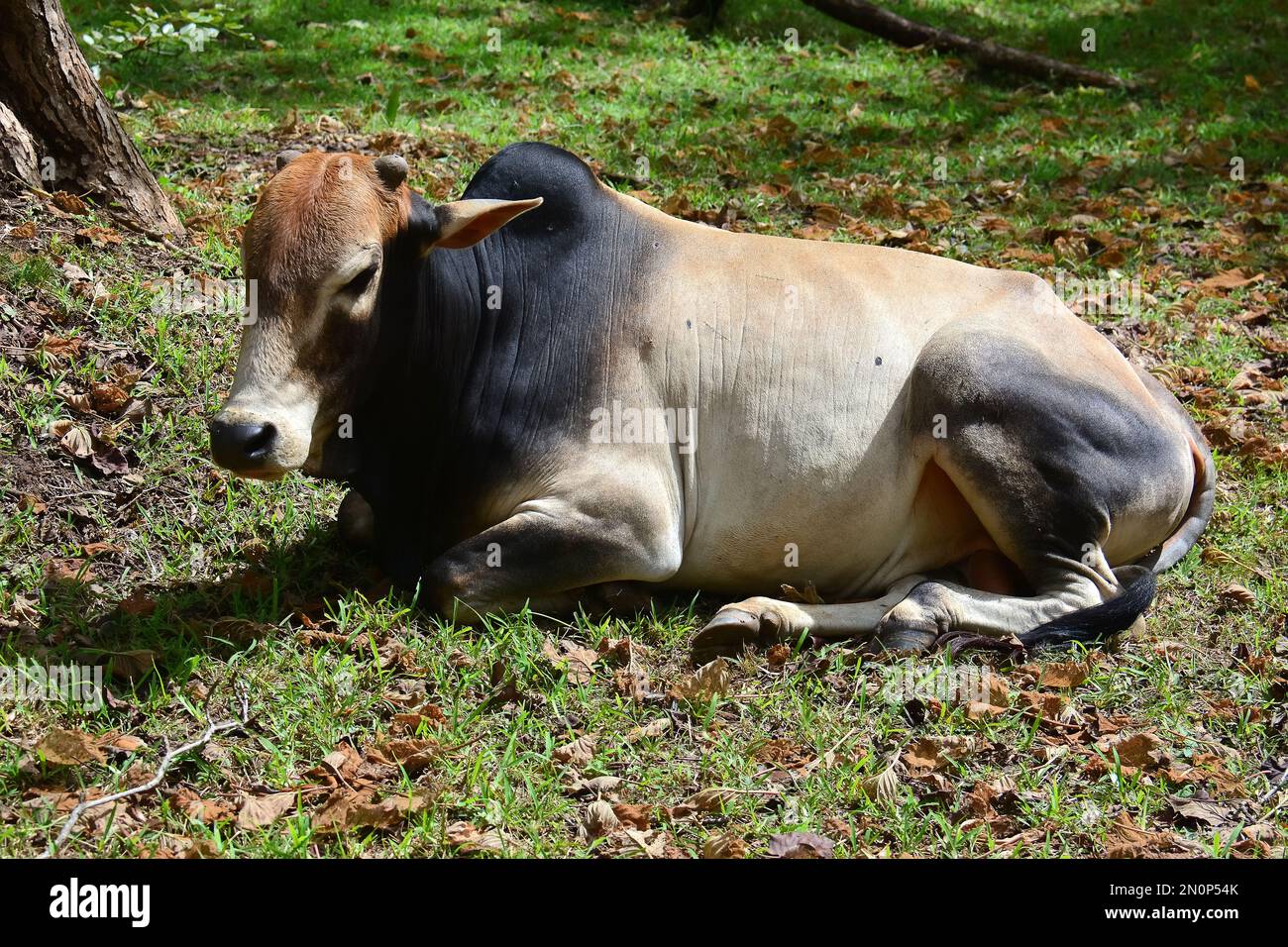 Zebu, Indizinrinder, Humpusrinder, Buckelrind, Zébu, Bos primigenius indicus oder Bos indicus ...