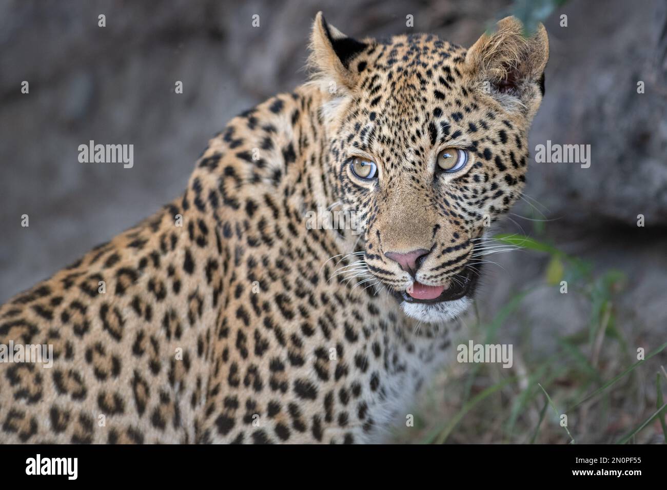 Ein junger männlicher Leopard, Panthera Pardus, dreht sich um und ...