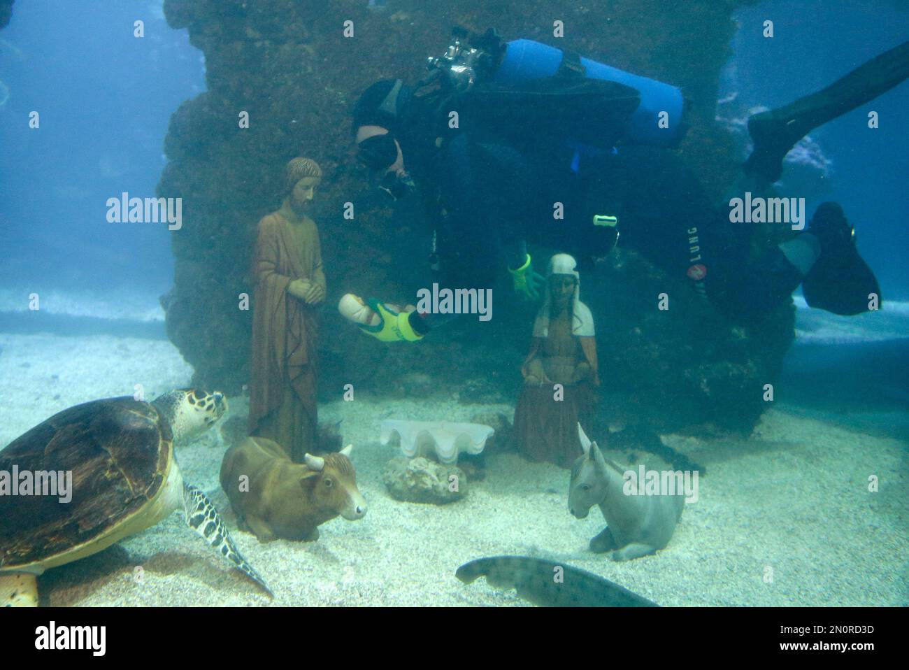 French diver Philippe Morel prepares an underwater Christmas crib ...