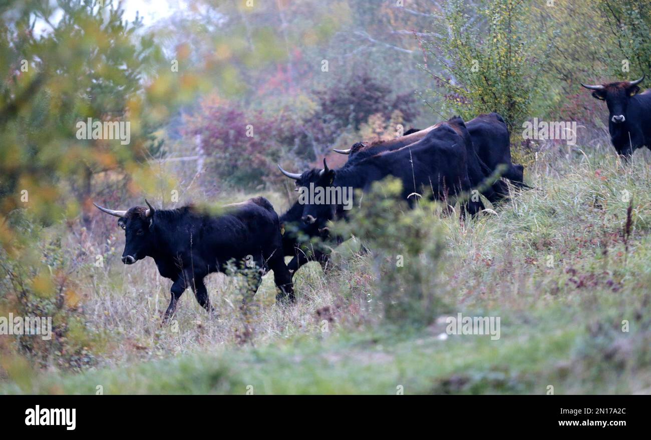 A small herd of Tauros, cattle that thanks to a Dutch breeding program ...
