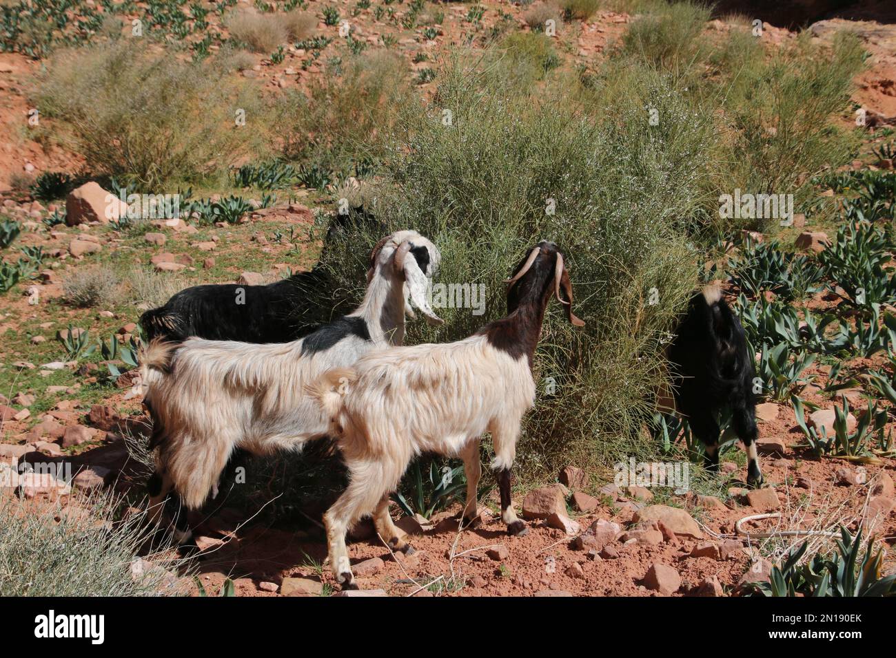 Grasende ziegen -Fotos und -Bildmaterial in hoher Auflösung – Alamy