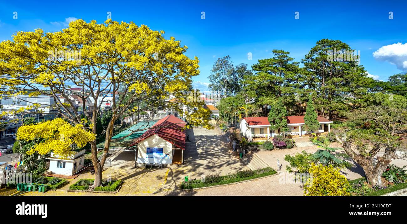 Der gelbe poinciana-Baum blüht brillant vor dem Schulhof in Di Linh, Da ...