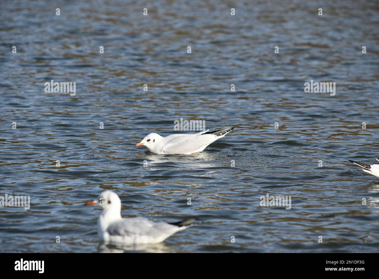Dynamische natur -Fotos und -Bildmaterial in hoher Auflösung – Alamy
