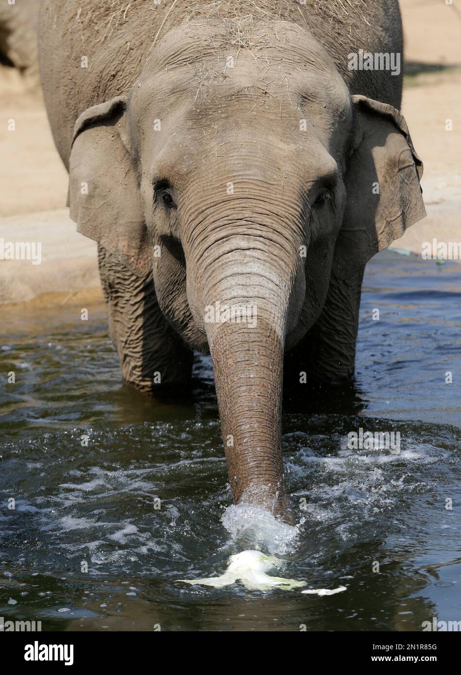An Indian elephant reaches for a piece of cabbage placed in a pool on a ...