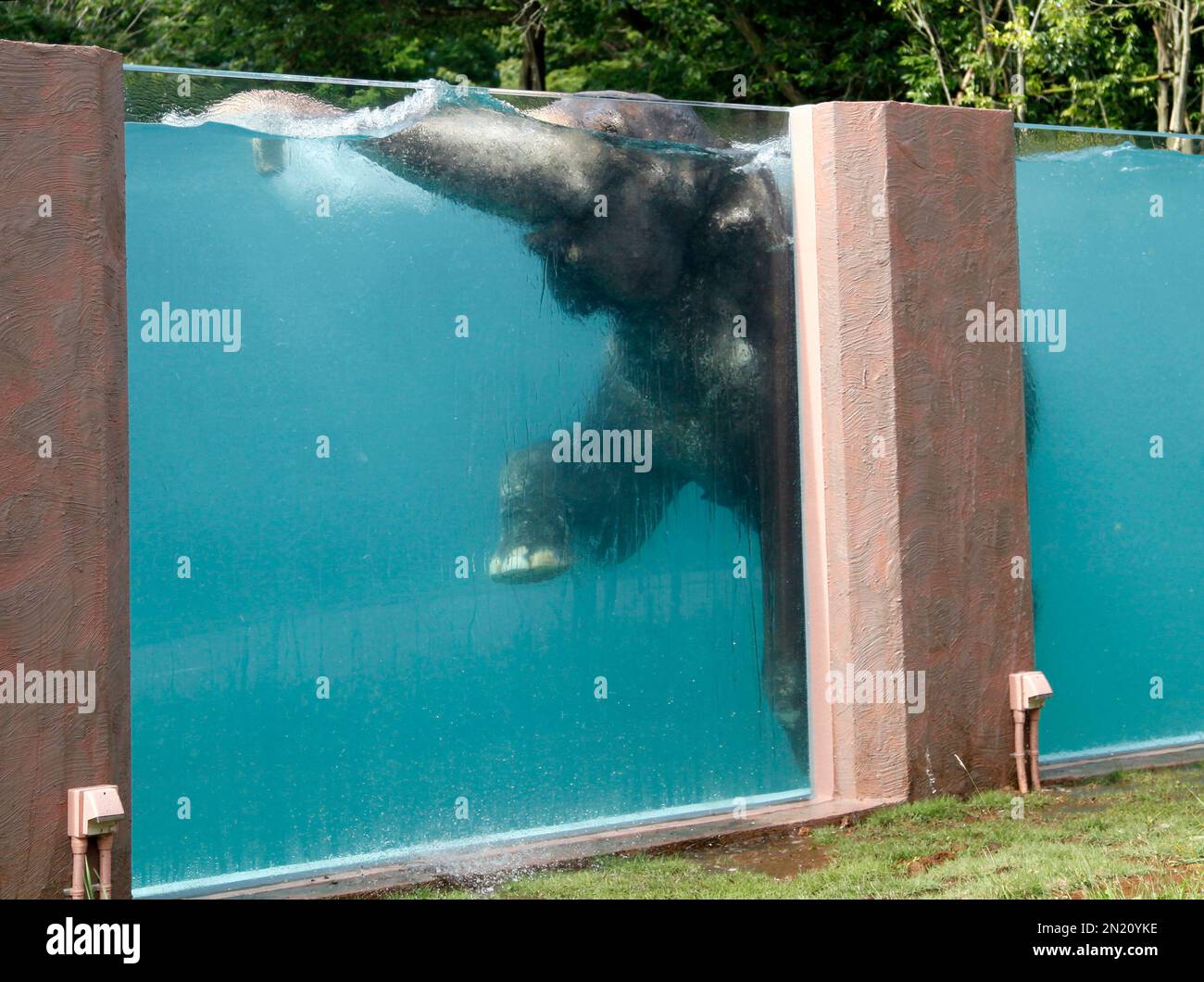An Asian elephant swims a 65-meters long pool at Fuji Safari Park in ...