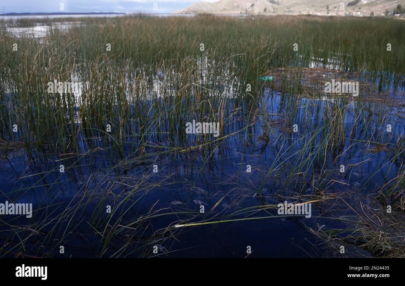 This April 25, 2015 photo shows dead frogs floating on the surface of ...