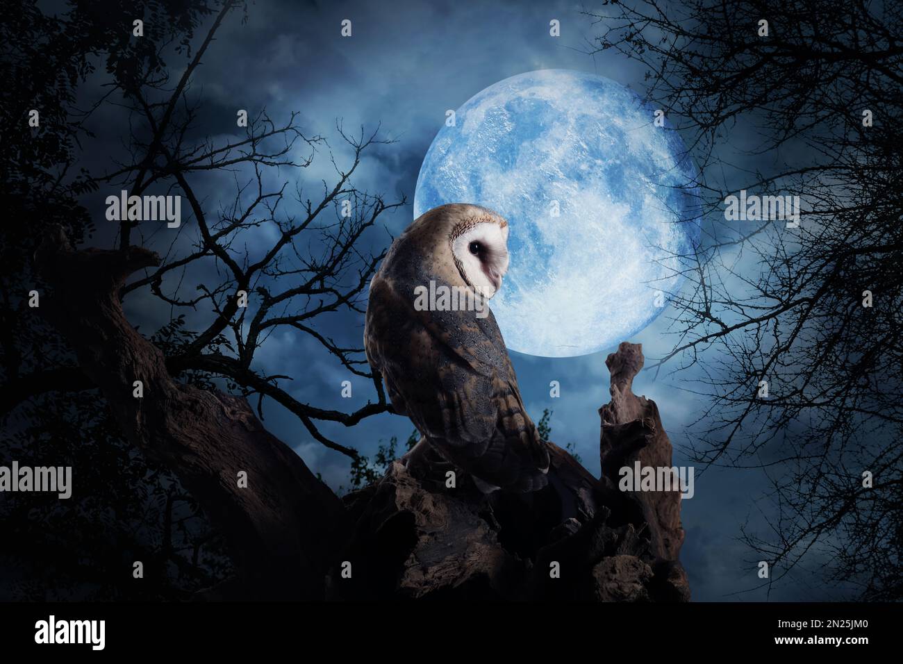 Eule unter dem mond -Fotos und -Bildmaterial in hoher Auflösung – Alamy