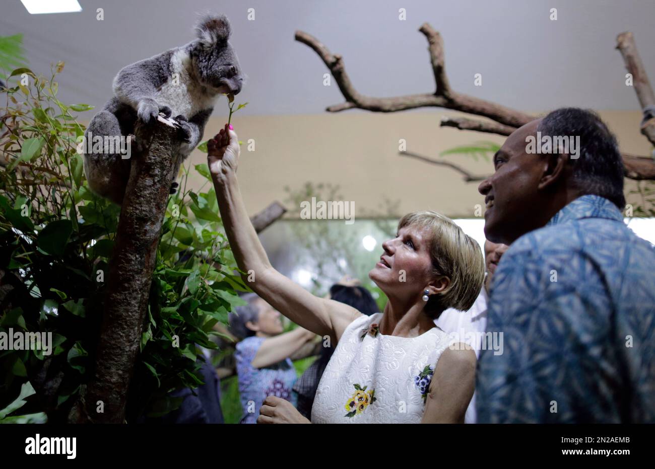 Australian Foreign Minister Julie Bishop, left, feeds a koala in its ...