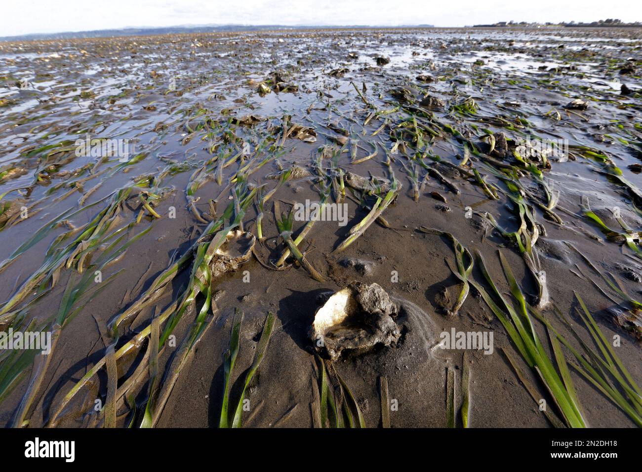 Grasses and yearling oysters, growing on the large "mother" shells ...
