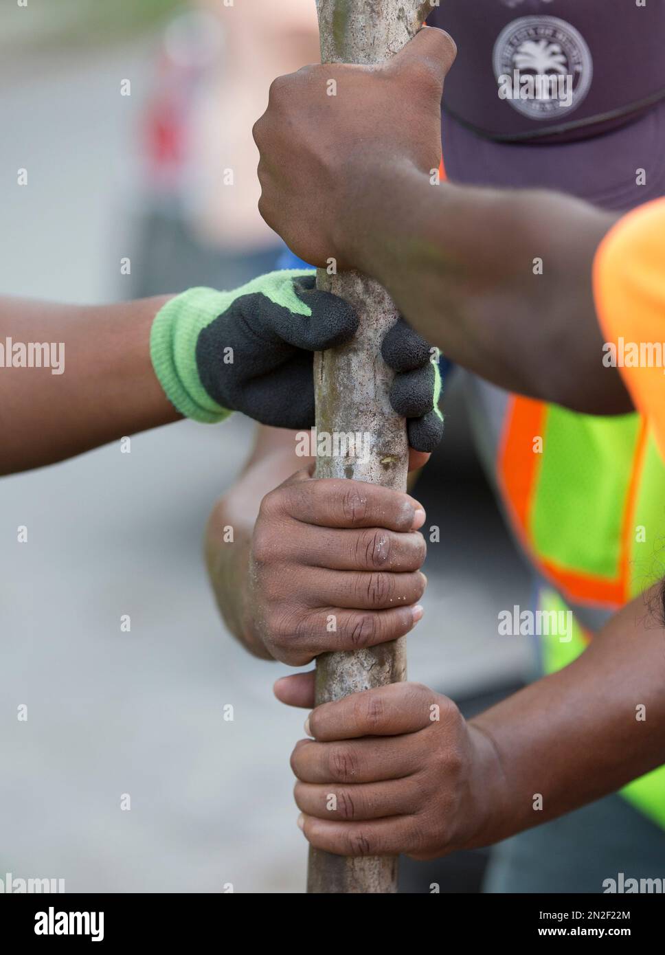 City of Miami workers position a tree trunk as they plant a Caesalpinia ...