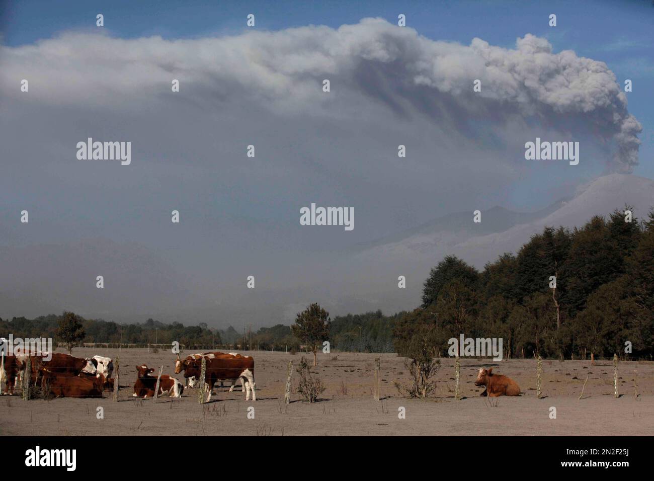 Cattle stand or sit on a field covered with volcanic ash deposited from ...