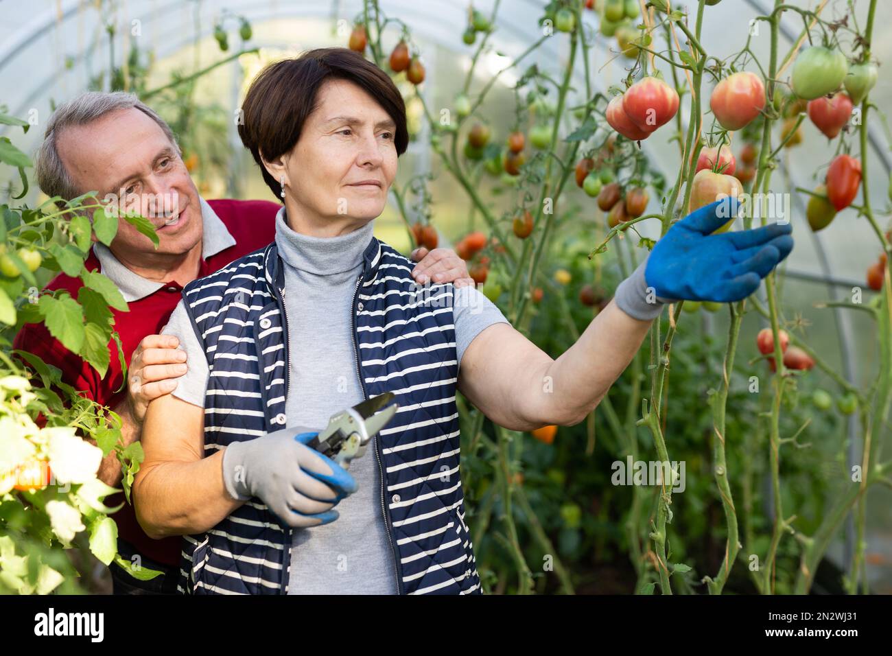 Alter Mann und Frau, die gerne Tomaten im Gewächshaus ernten ...