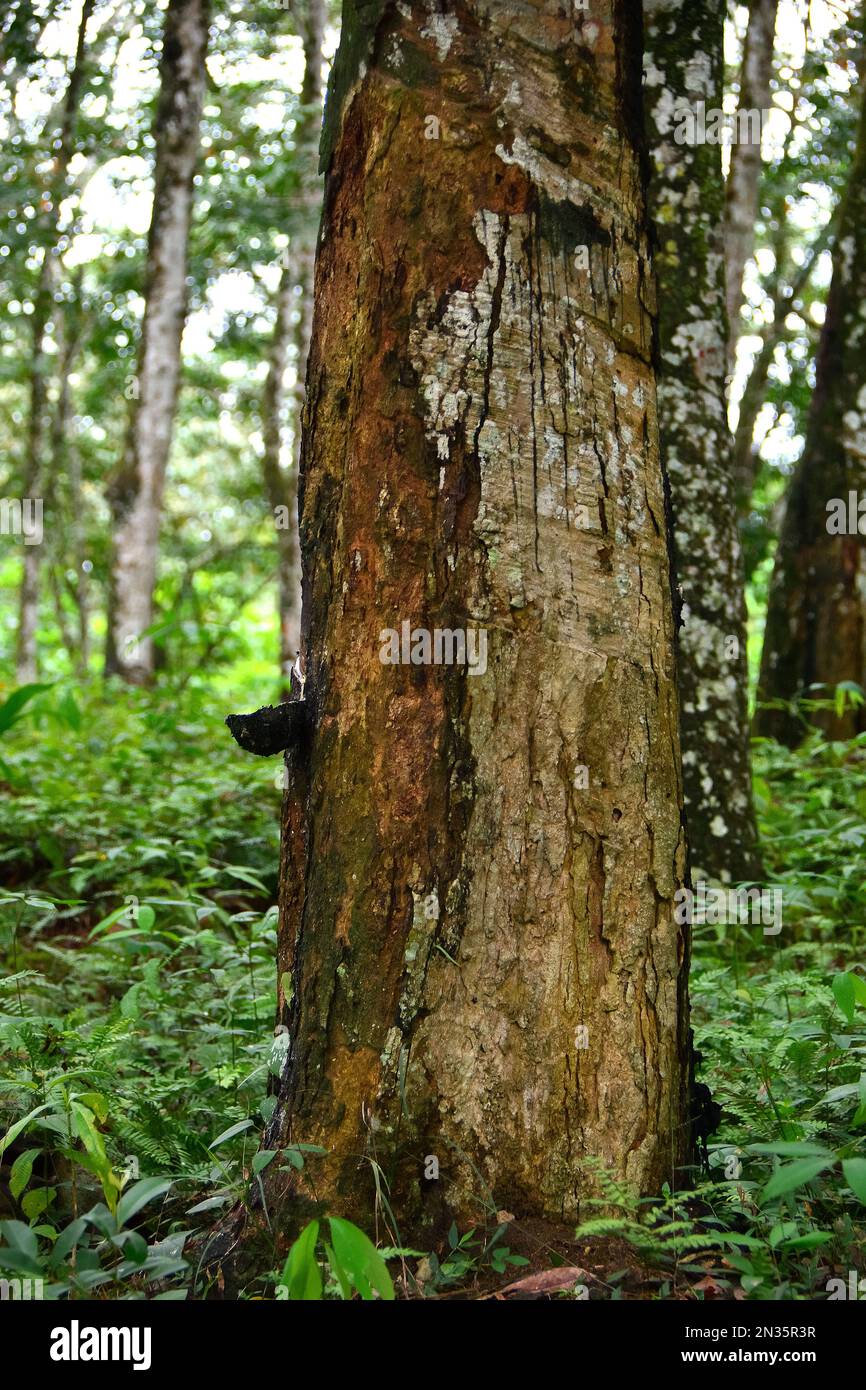 Gummibaum, Pará-Gummibaum, Kautschukbaum, Gummibaum, Hévéa, Hévéa du ...