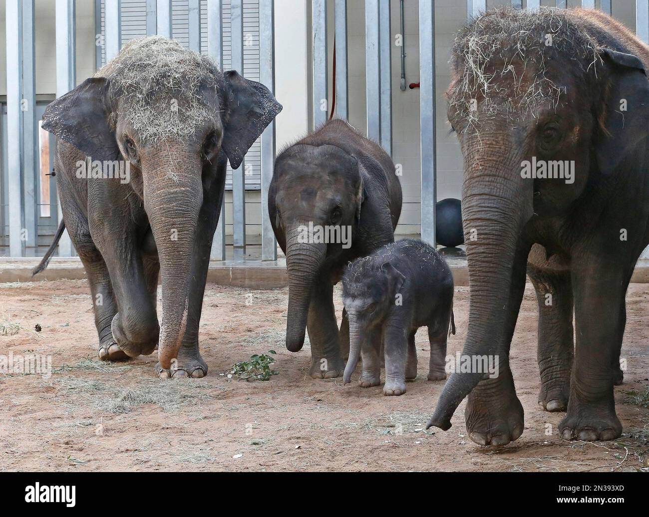 Asian elephant Asha, left, walks with her offspring Malee, center, and ...