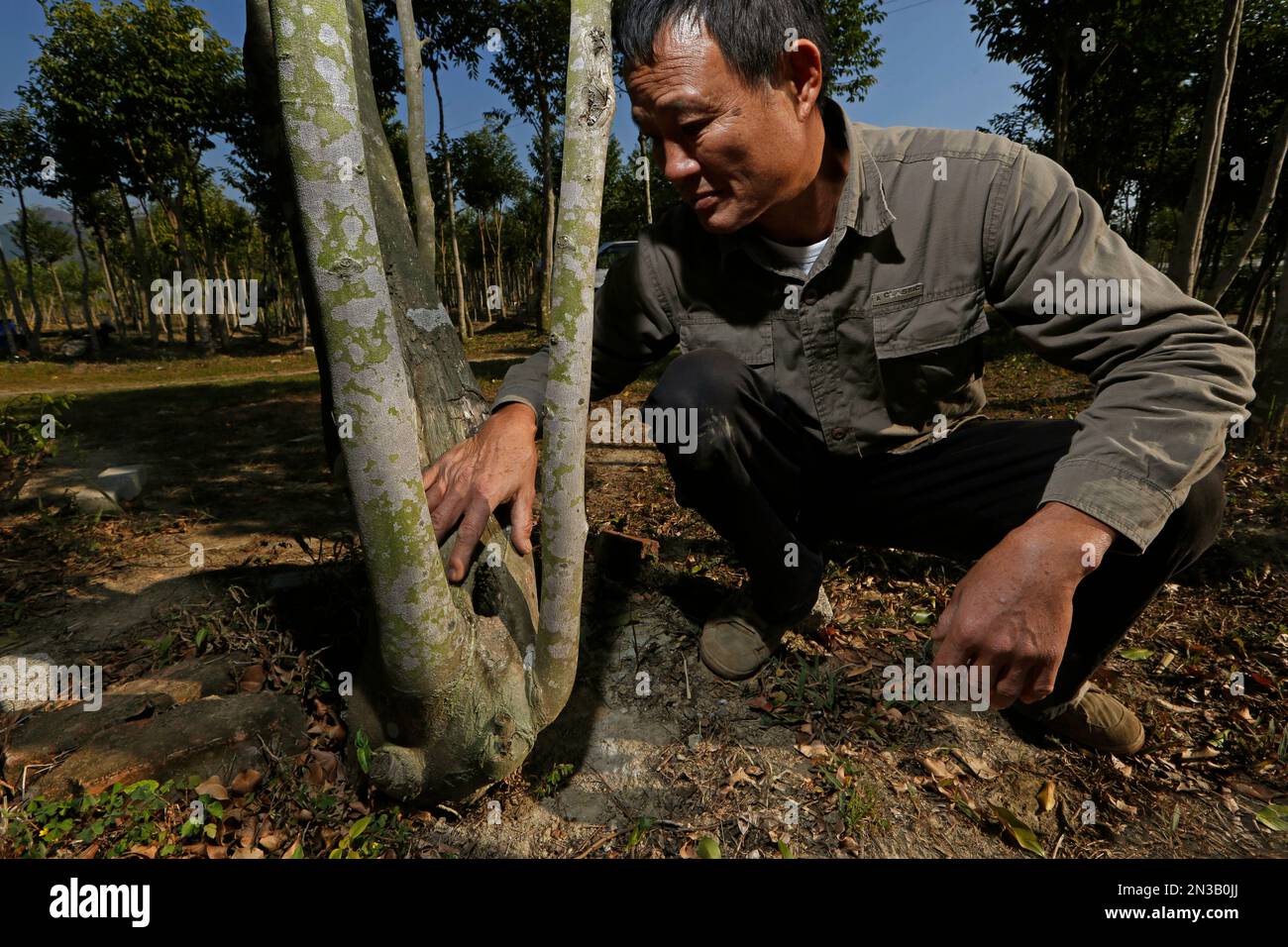 In this Dec. 21, 2014 photo, Hong Kong farmer Koon-wing Chan shows a ...