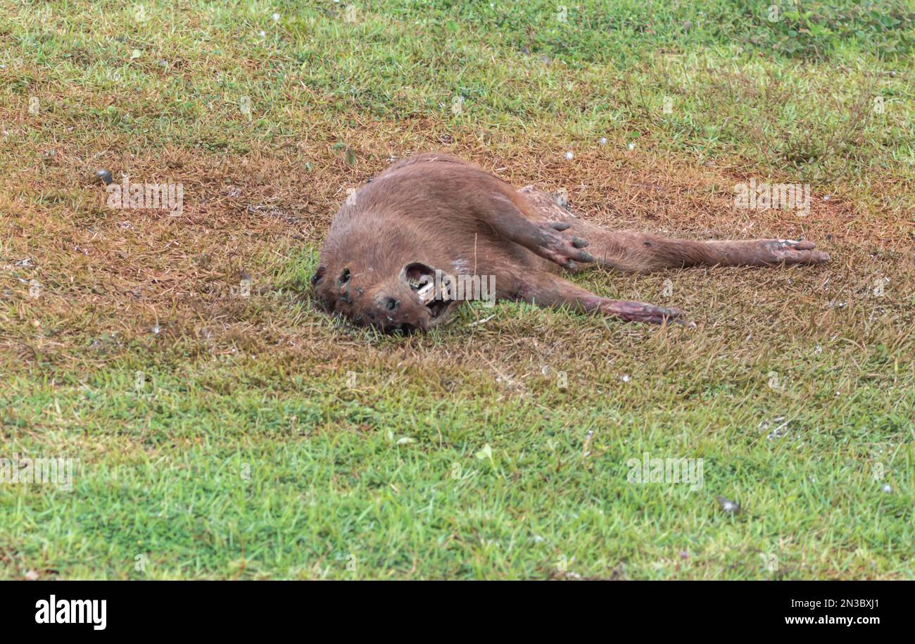 Capybara, die bei der Zersetzung mit mehreren Fliegen getötet wurden ...