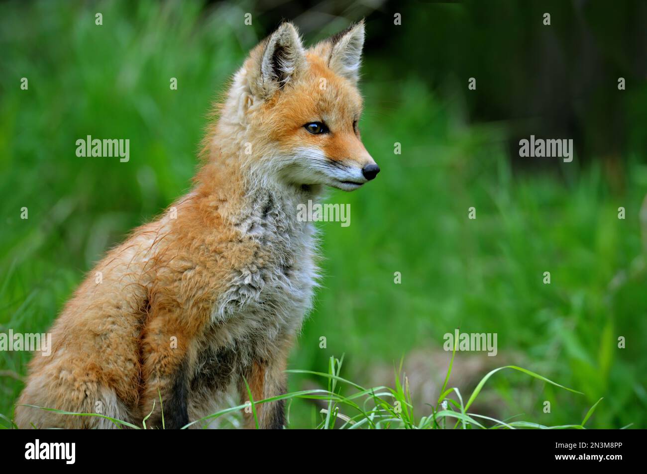 Roter fuchs in kanada -Fotos und -Bildmaterial in hoher Auflösung – Alamy