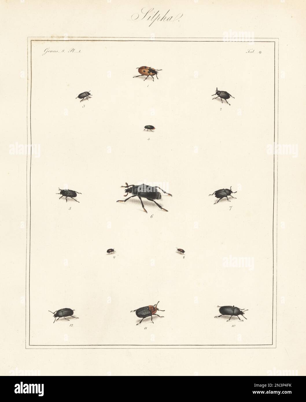 Silpha laevigata -Fotos und -Bildmaterial in hoher Auflösung – Alamy