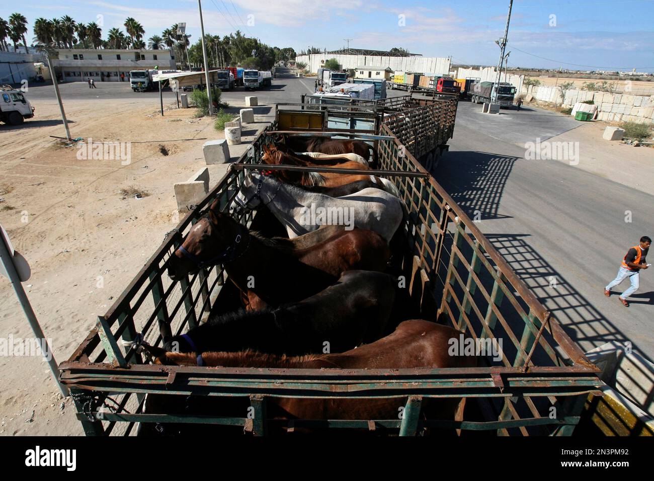 In this Tuesday, Oct. 21, 2014 photo, a truck loaded with horses ...