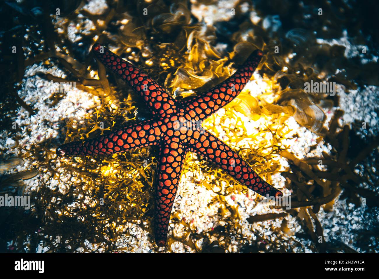 Tierwelt in mauritius -Fotos und -Bildmaterial in hoher Auflösung – Alamy