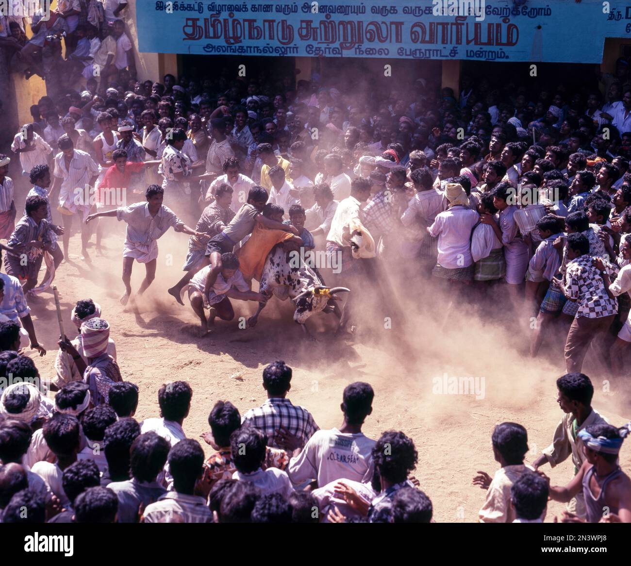 Jallikattu Bull Taming ist Teil des Tamill Harvest Festivals von Pongal ...