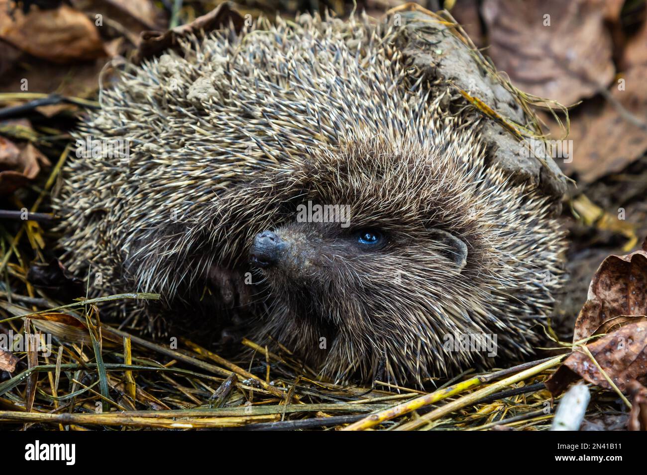 Rare hedgehog -Fotos und -Bildmaterial in hoher Auflösung – Alamy