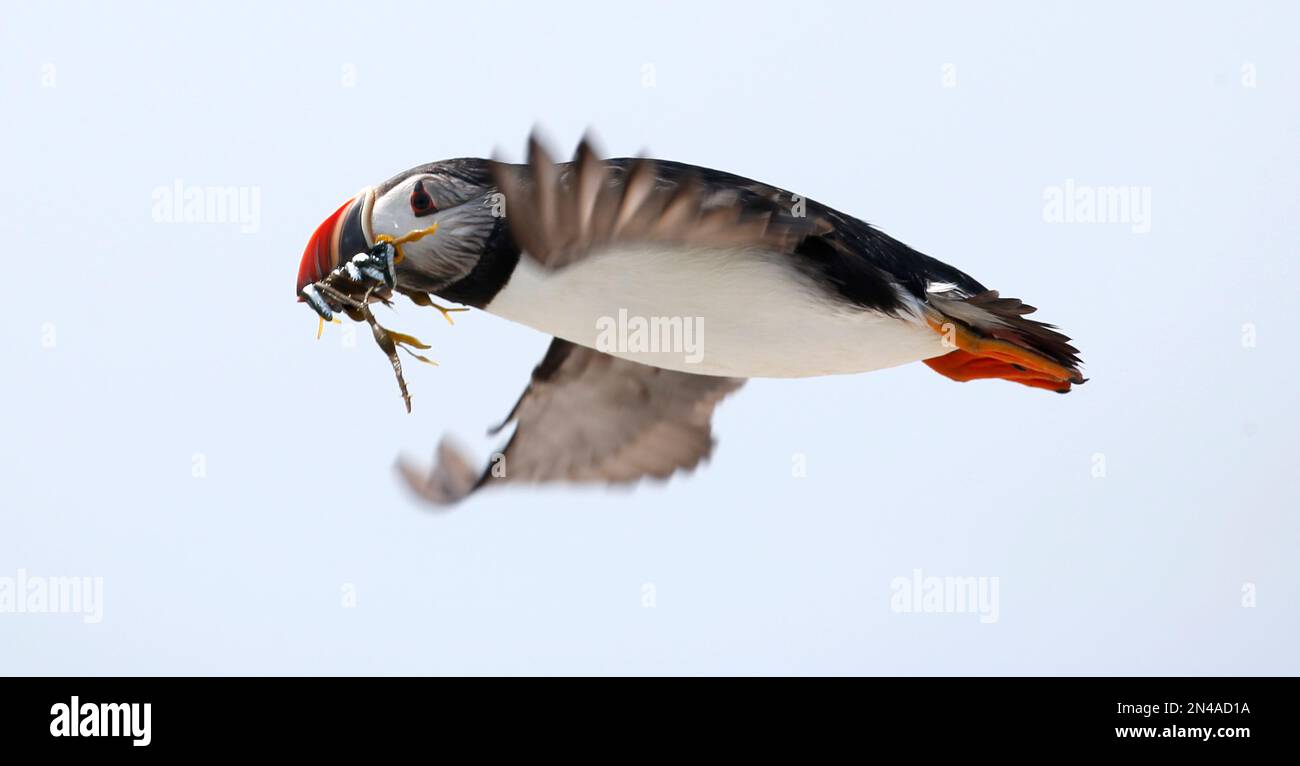 In this photo made Friday, Aug. 1, 2014, an Atlantic puffin flies back ...