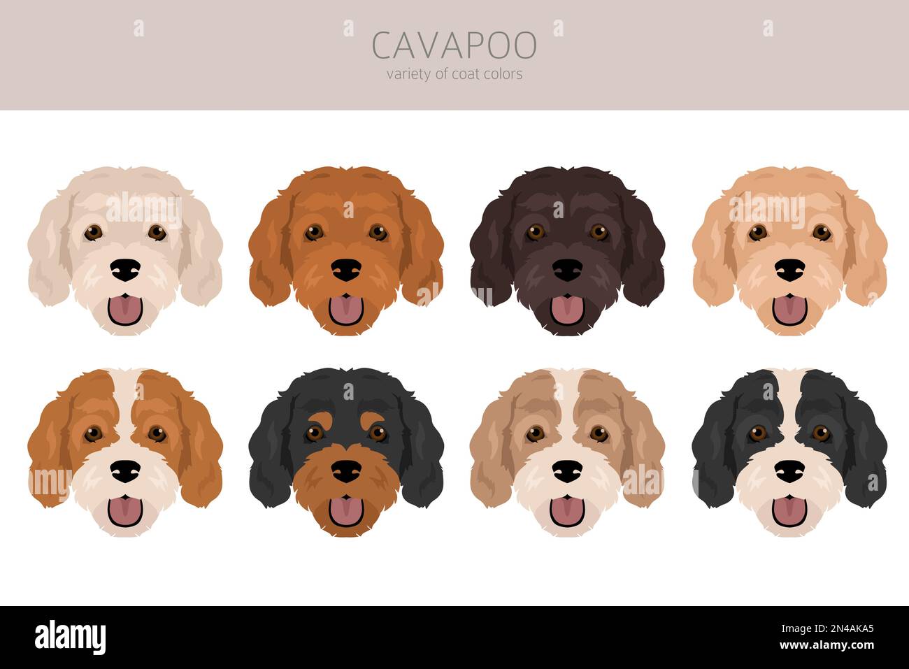 Cavapoo Mischung Rasse Cliparts. Verschiedene Posen, Fellfarben ...