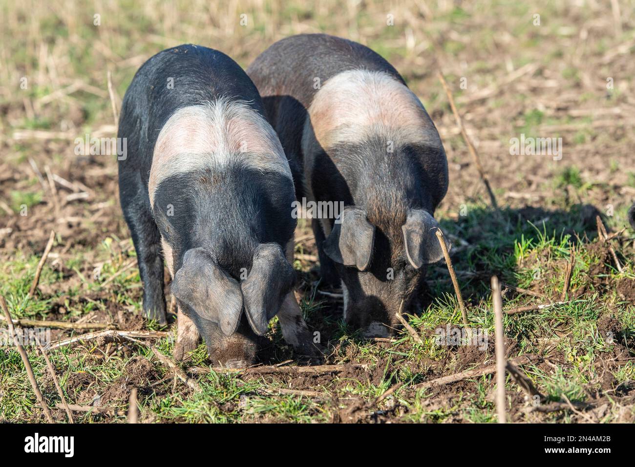 Saddleback pigs -Fotos und -Bildmaterial in hoher Auflösung – Alamy