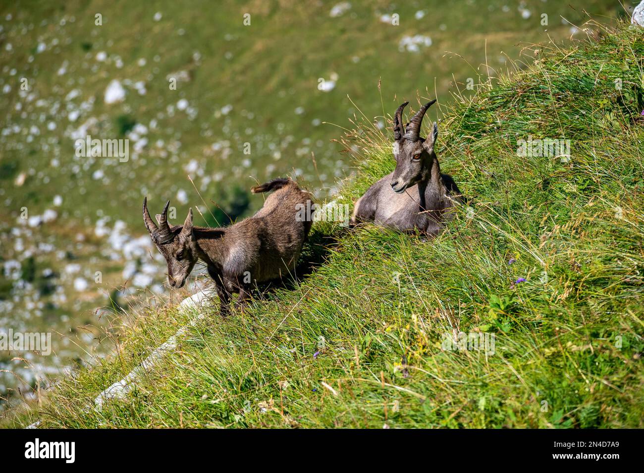 Ein wunderschöner Schuss wilder Bergziegen, die auf einem Berghang ...
