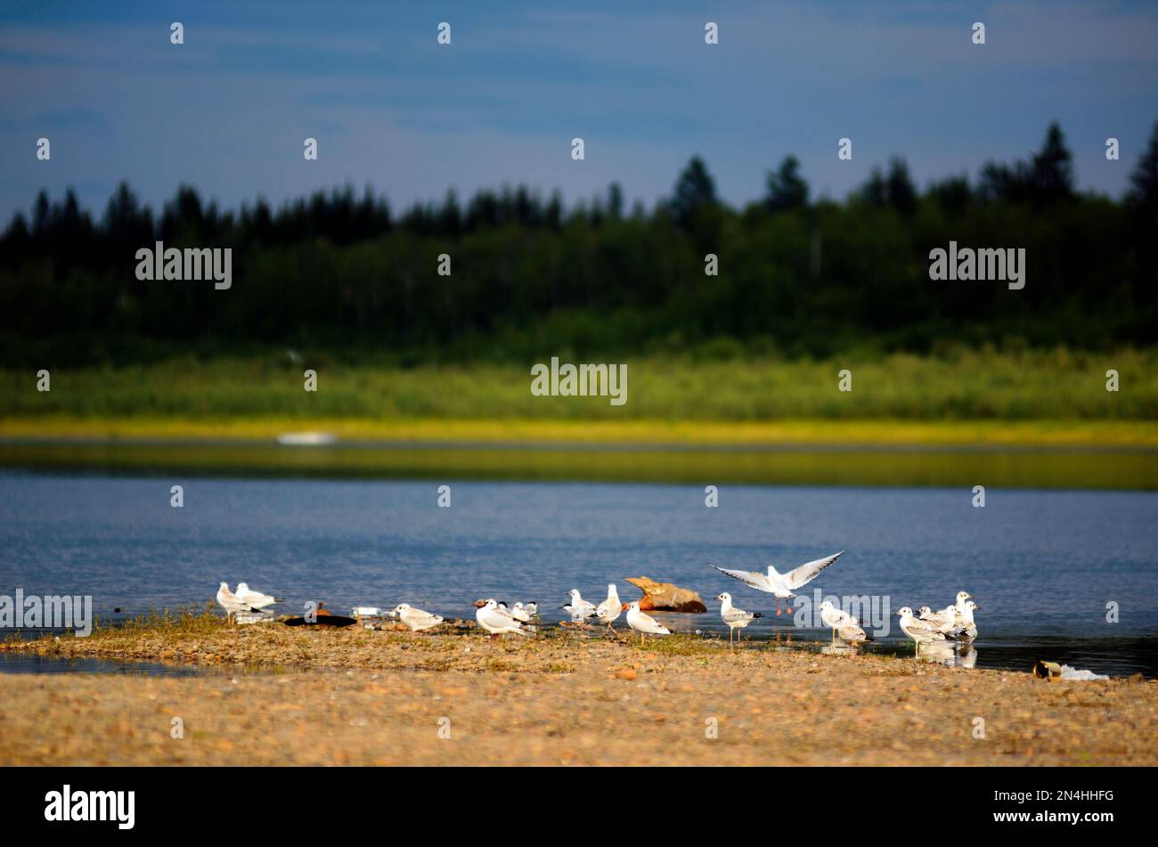 Wilde Nordvögel sind weiße Möwen in der Herde am Ufer des Jakut-Flusses Vilyui hell am Abend auf ...