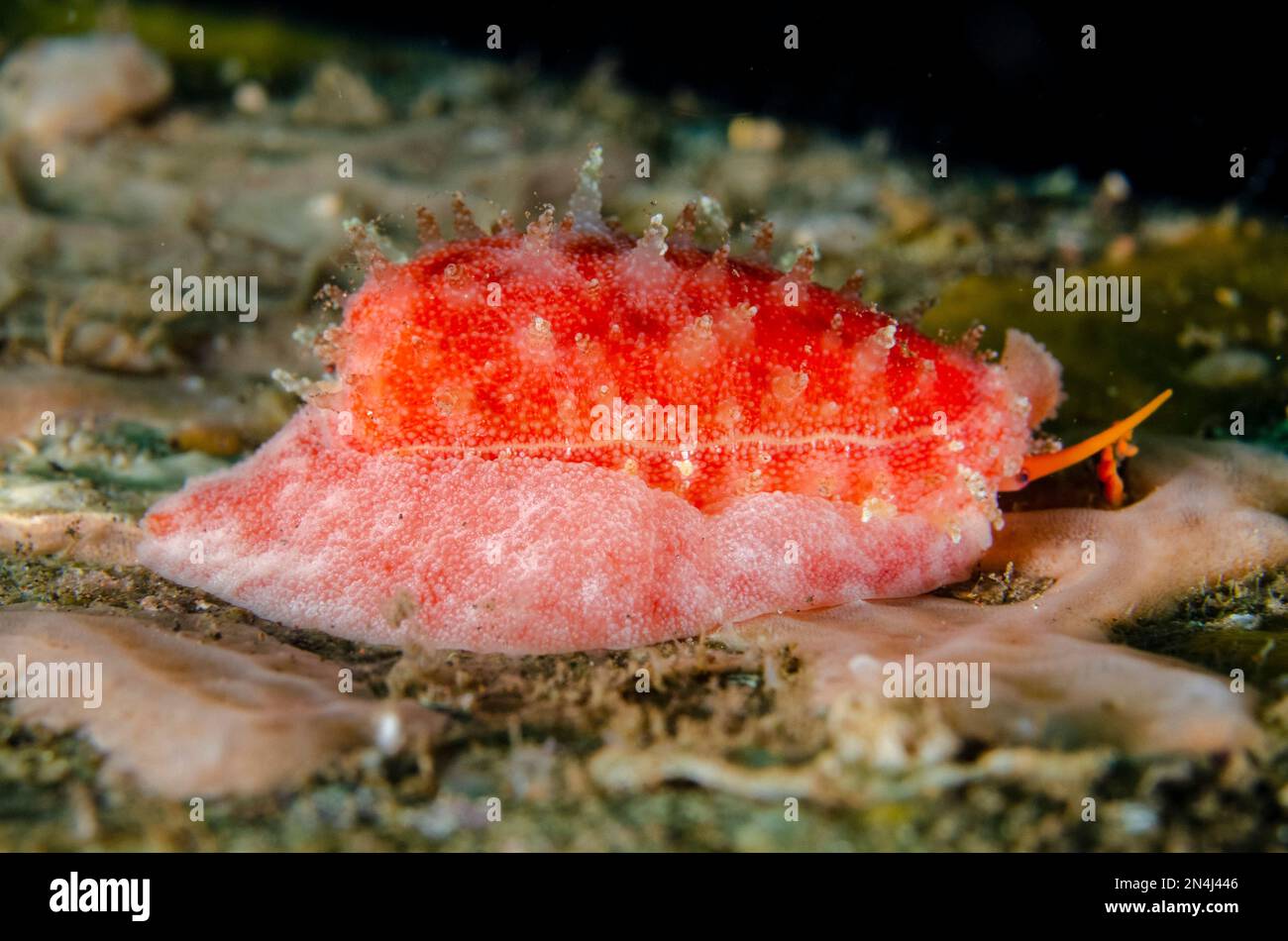 Talostolida teres -Fotos und -Bildmaterial in hoher Auflösung – Alamy