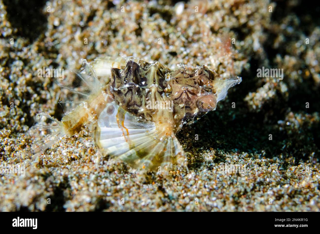 Pegasus seamoth -Fotos und -Bildmaterial in hoher Auflösung – Alamy