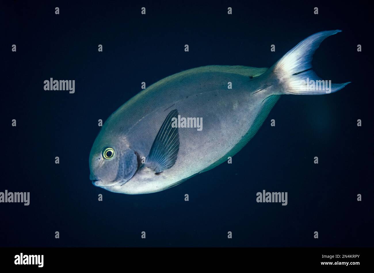 Thompson surgeonfish -Fotos und -Bildmaterial in hoher Auflösung – Alamy